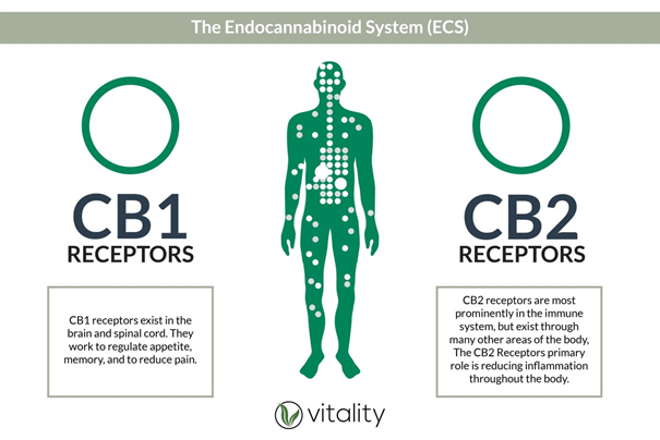 Cannabis CBD – Cannabis Express Australia