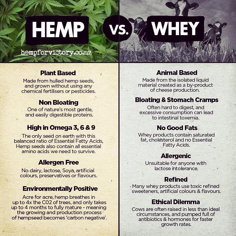 All You Need to Know to Make the Best Use of Hemp Protein – Cannabis ...